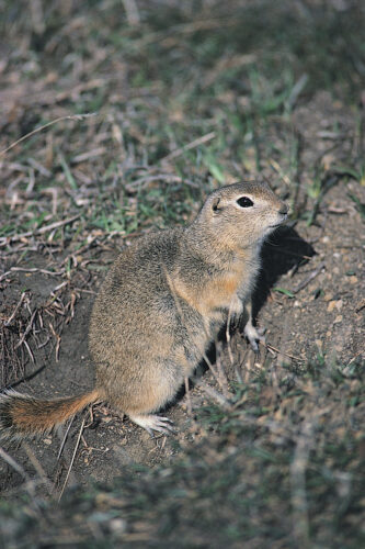Public entities wage war against gopher population | News, Sports, Jobs ...